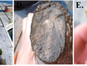 Picture1 « Journal of Sustainability Education