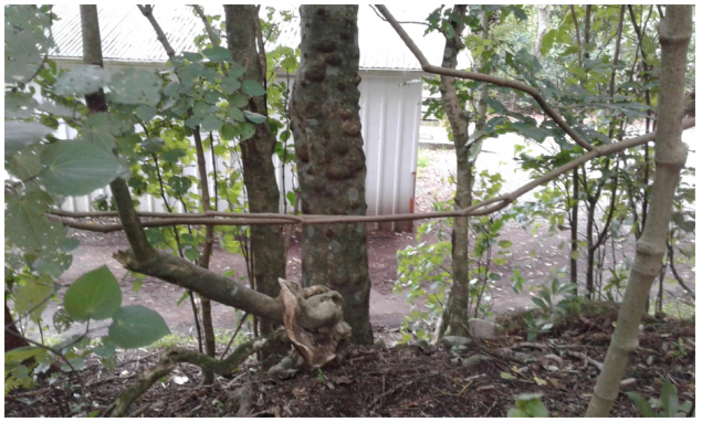 Some effects of an unstructured outdoor activity on preschoolers: A ...